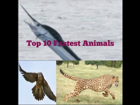 Top 10 Fastest animals - YouTube