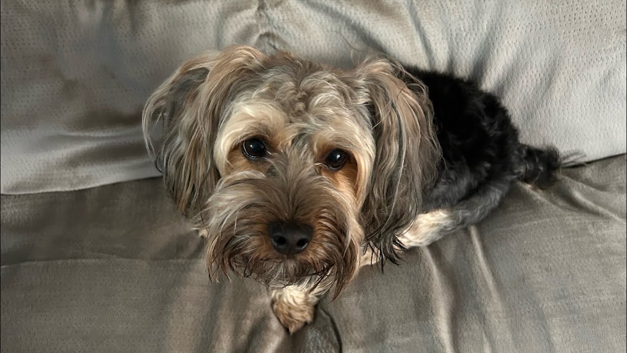 Zorba playing around with his ball 🥎 cute 🥰 and funny moments 🐶 - YouTube