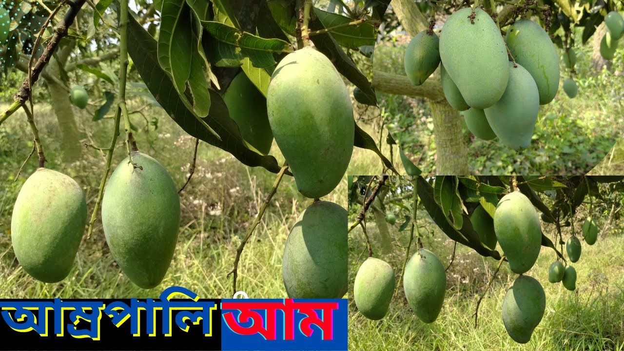 দেখুন আম রুপালী আম চাষাবাদ কতটা লাভজনক | আম রুপালি আম চাষ ।আম্রপালি আম ...