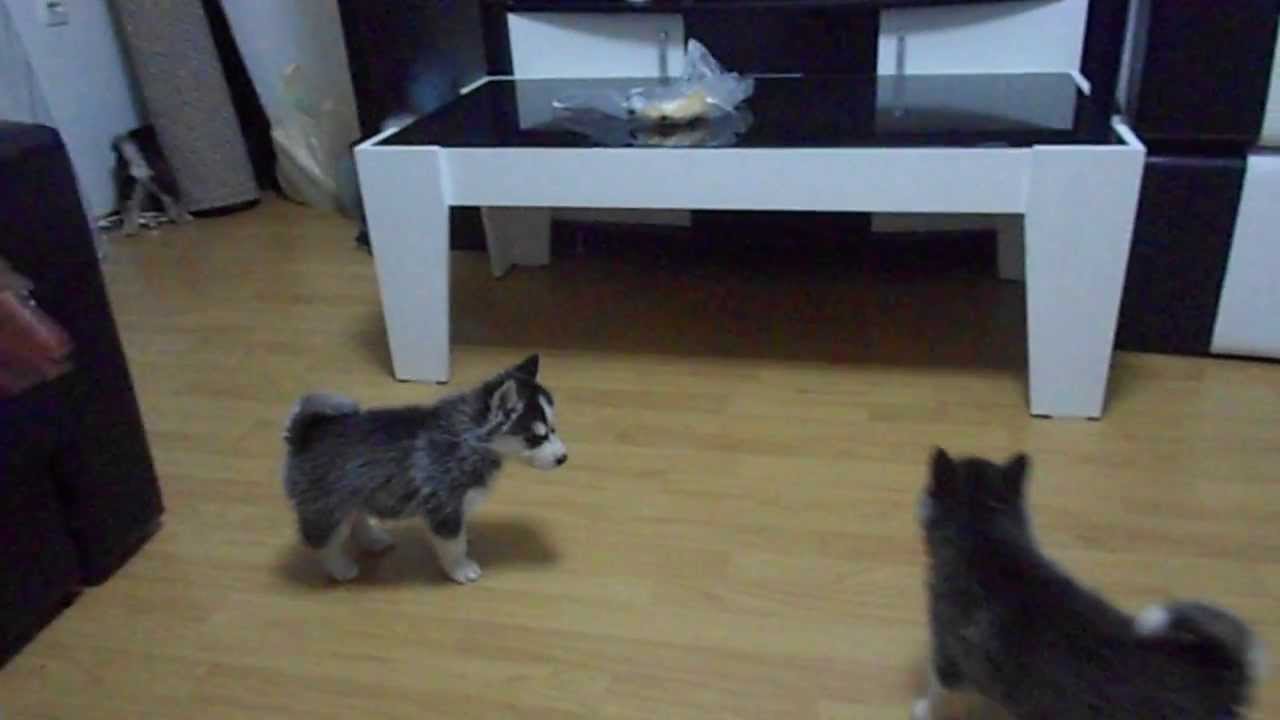 Mili Mali Haski - YouTube