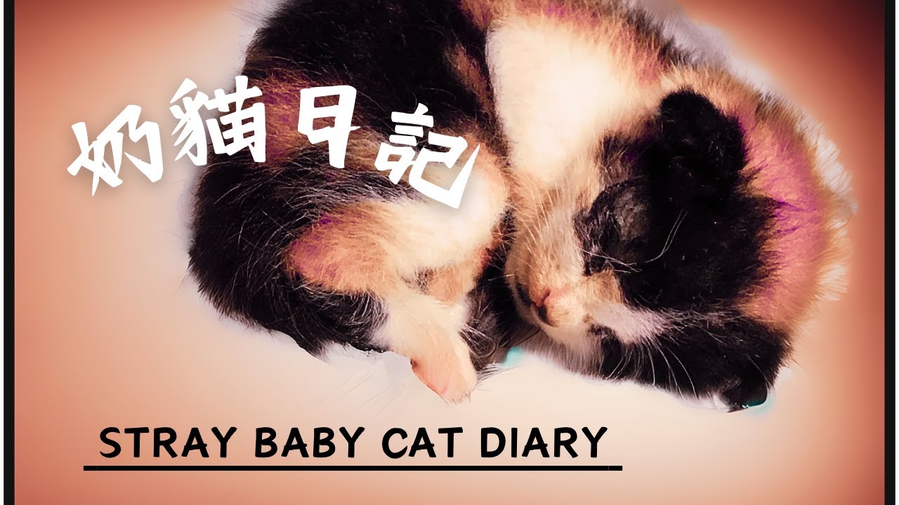 Stray Baby Cat Diary 奶貓日記 - YouTube