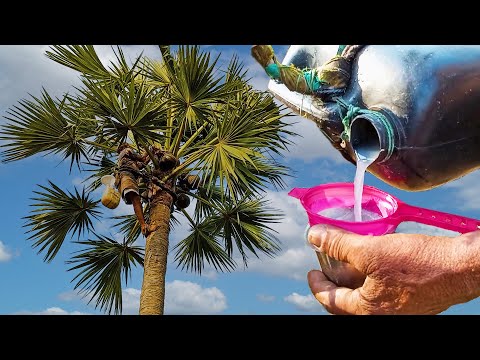 Juice of Pure Toddy Palm Wine - Neera - Fresh Nungu use Funnel for ...