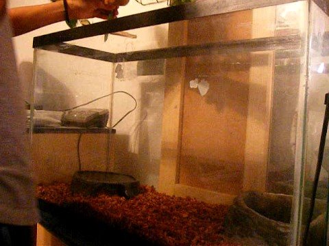 How to Setup a Ball Pythons Cage - YouTube