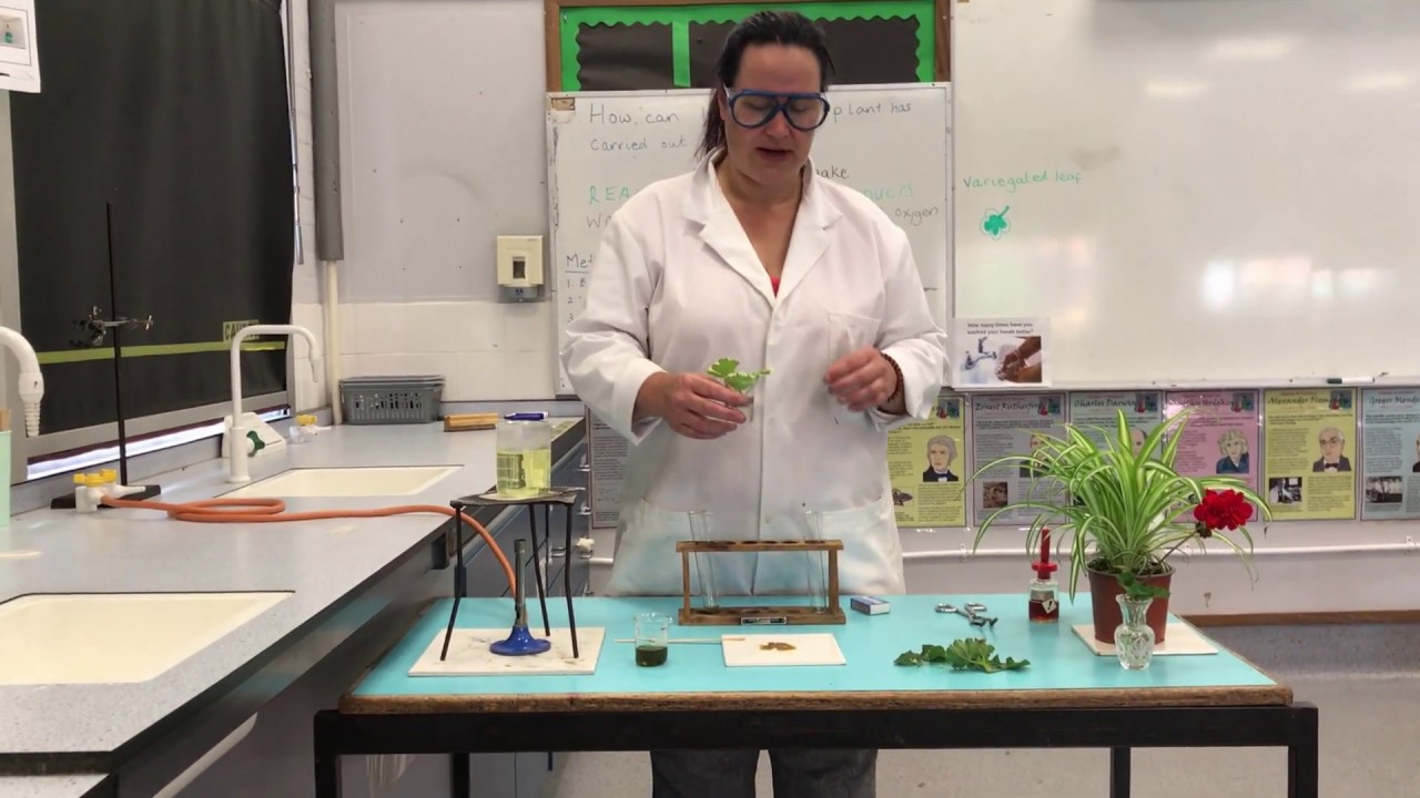 Year 8 Science - Photosynthesis - YouTube