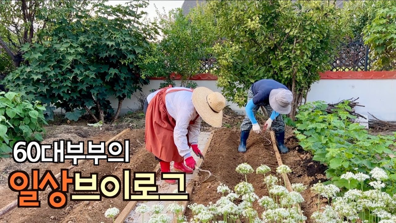 가을에 겨울준비하는 시골일상 입니다 🌱 김장배추 무우 심고 일 하고 밥해먹는 소소한 일상입니다🥬🌶️ 영덕일상 25