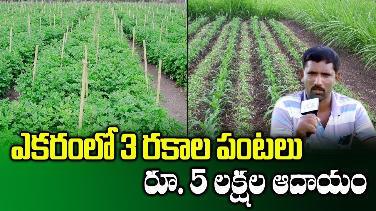 High Profit Vegetable Farming || Intercropping Cultivation || Multi ...