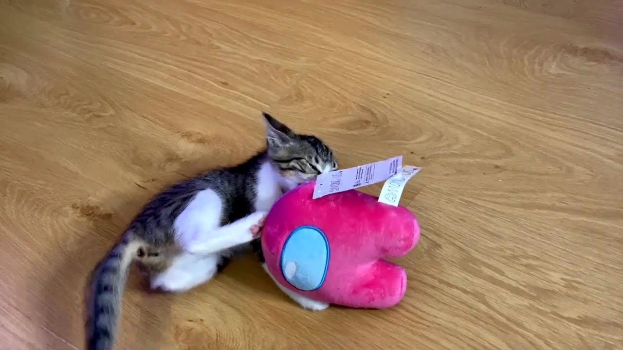 el GATO de RAY BACON pelea con AMONG US - YouTube