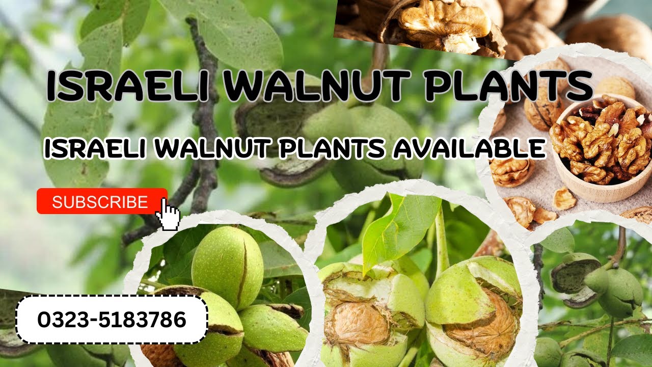 Israeli Walnut Plant Available for sale - YouTube