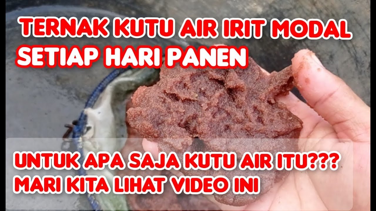 Ternak kutu air irit modal dan untuk apa saja kutu air itu??? - YouTube