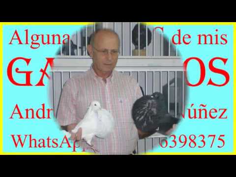 Palomas Gaditanas de ( Andrés de Málaga ) - YouTube