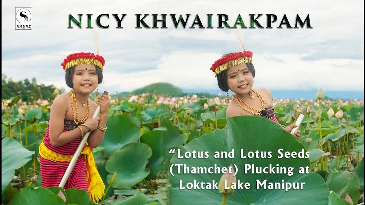 Lotus and Lotus Seeds (Thamchet) Plucking at Loktak Lake Manipur ...