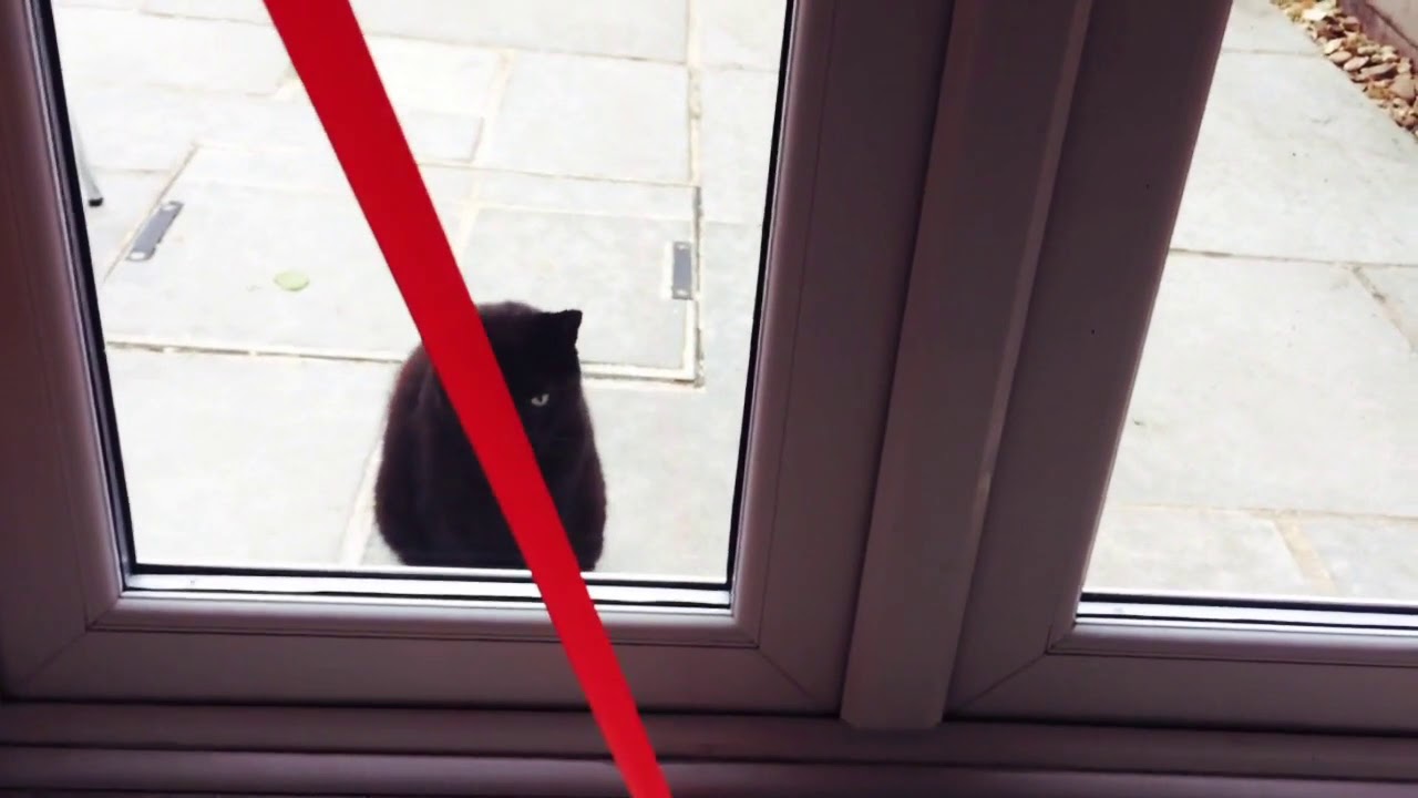 Concept Cat - YouTube