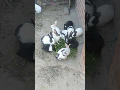 Beautiful Rabbits #shortsvideo #viralvideo #ytshorts #animals #youtube #pets #cat #yt #vtuber #dog