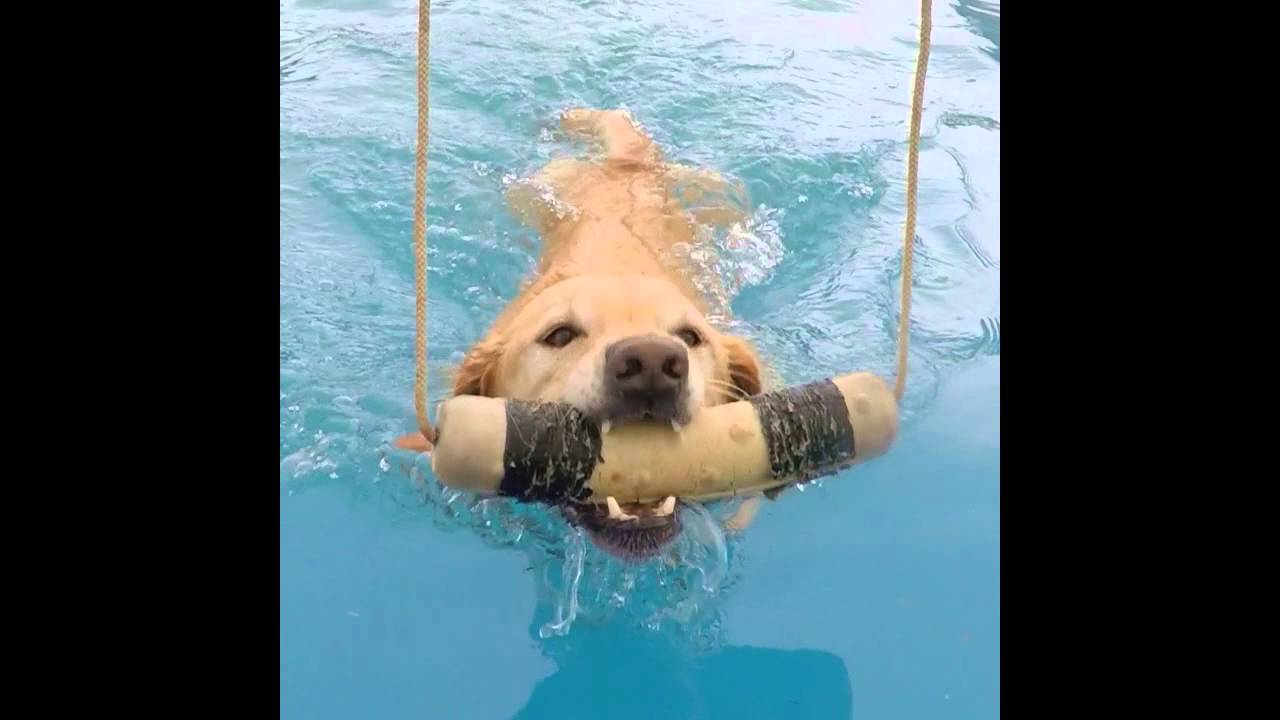 Carolina DockDogs at the 3rd Annual Dirty Dogs Extravaganza - YouTube