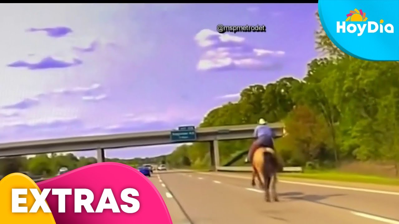 Una vaca fuera de control en plena carretera pone en aprietos a los ...