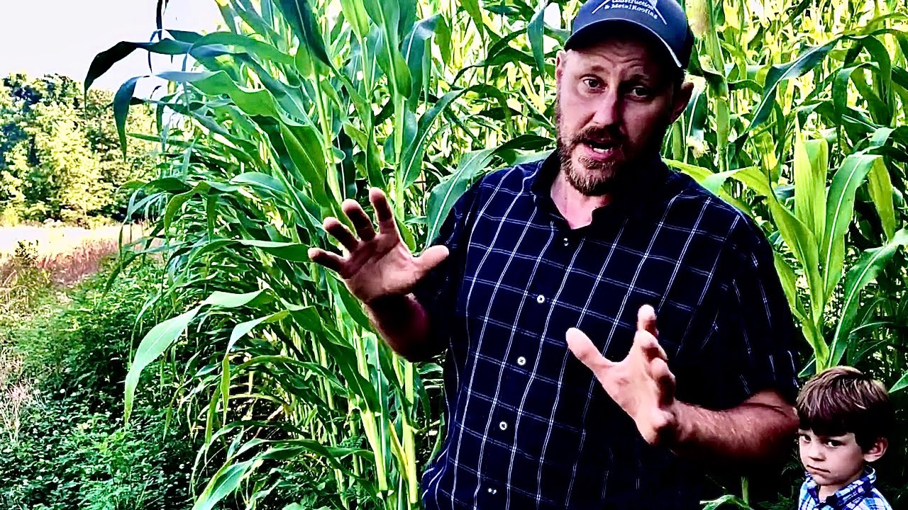 Corn grow techniques! Experiments on the farm! - YouTube
