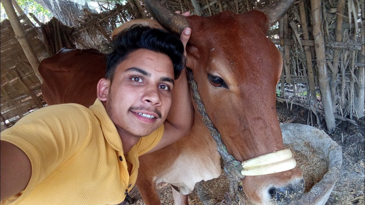 We Have A Pet Cow At Home 🥰 - YouTube
