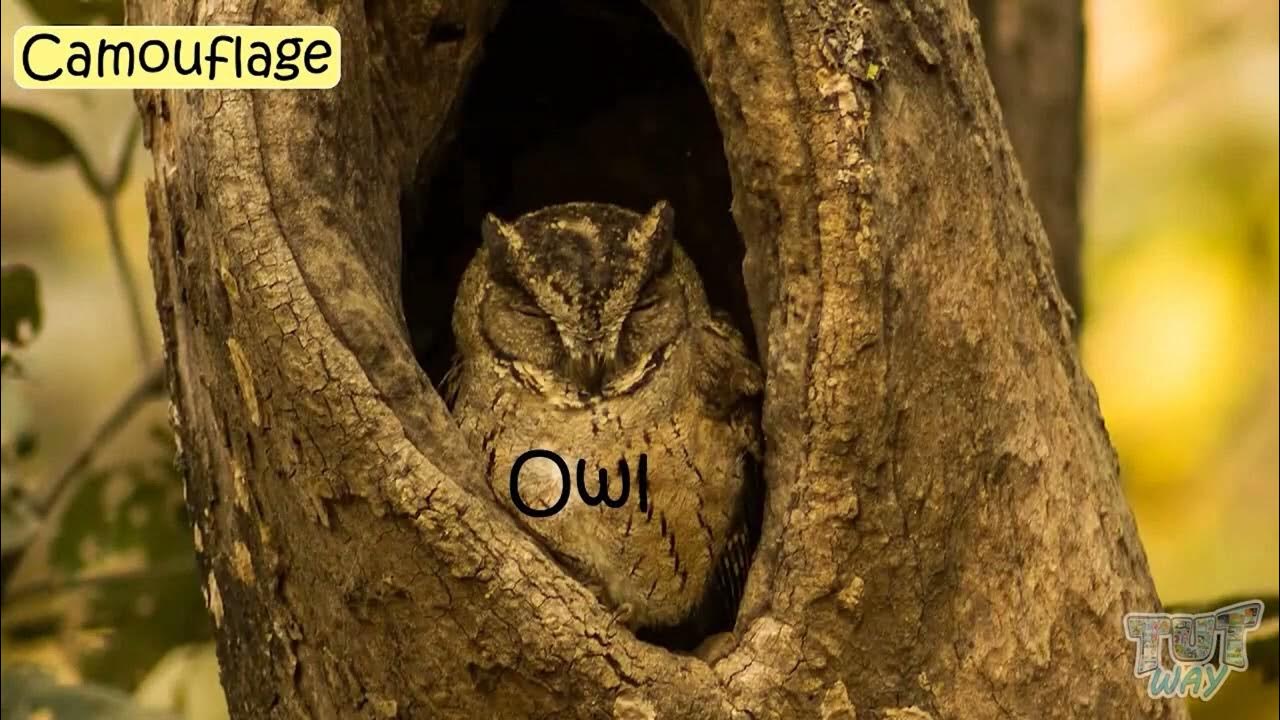 What is Adaptation? | How Adaptation In Animals Work? | Camouflage ...