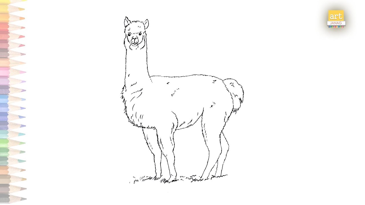 Alpaca full body drawing video | Alpaca easy sketches | How to draw ...