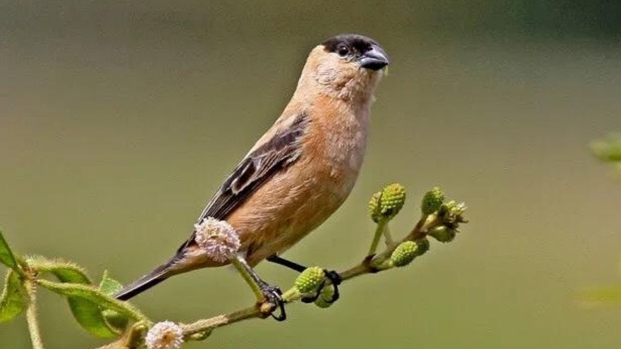 Curiosidades sobre o caboclinho - YouTube