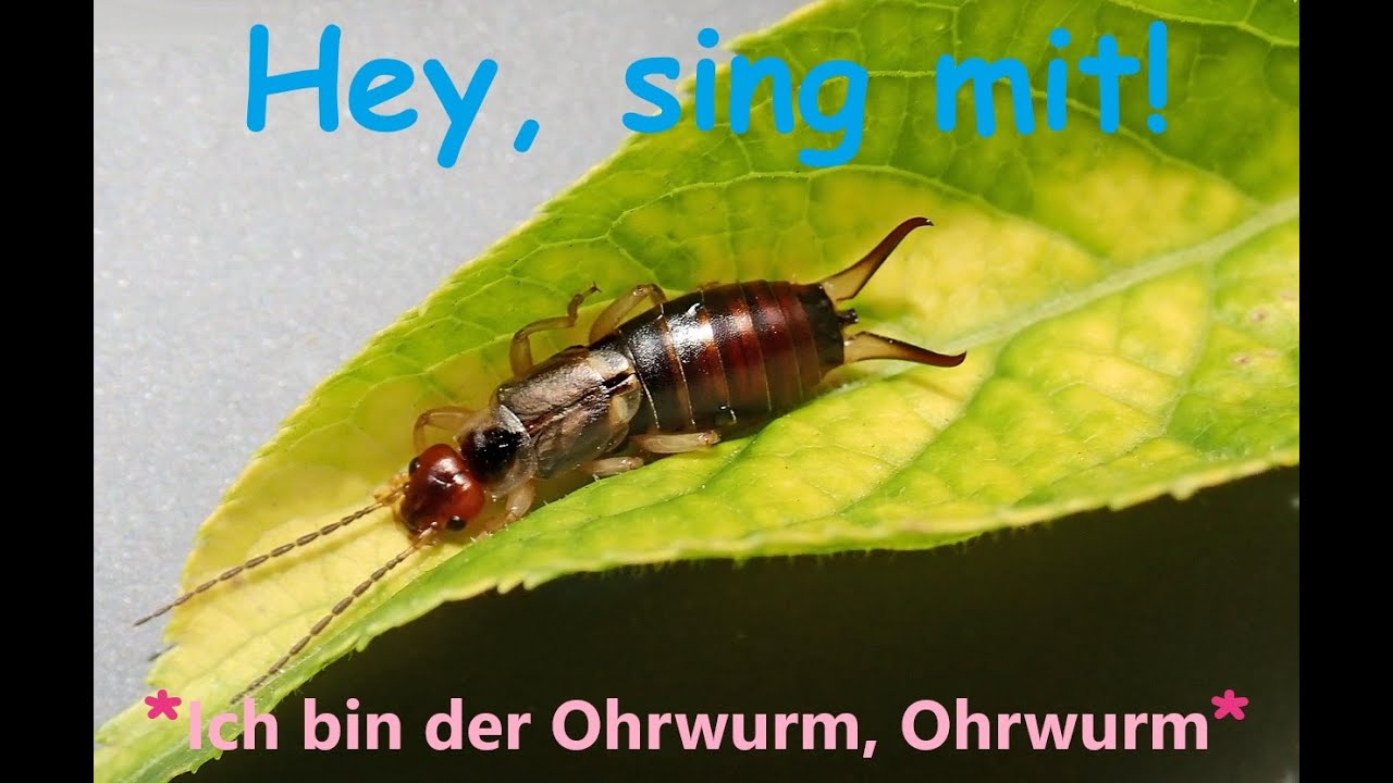 🎵🤍👂🪱😊👀"Ich bin der Ohrwurm, Ohrwurm" - Kinder- u. Volkslieder ...