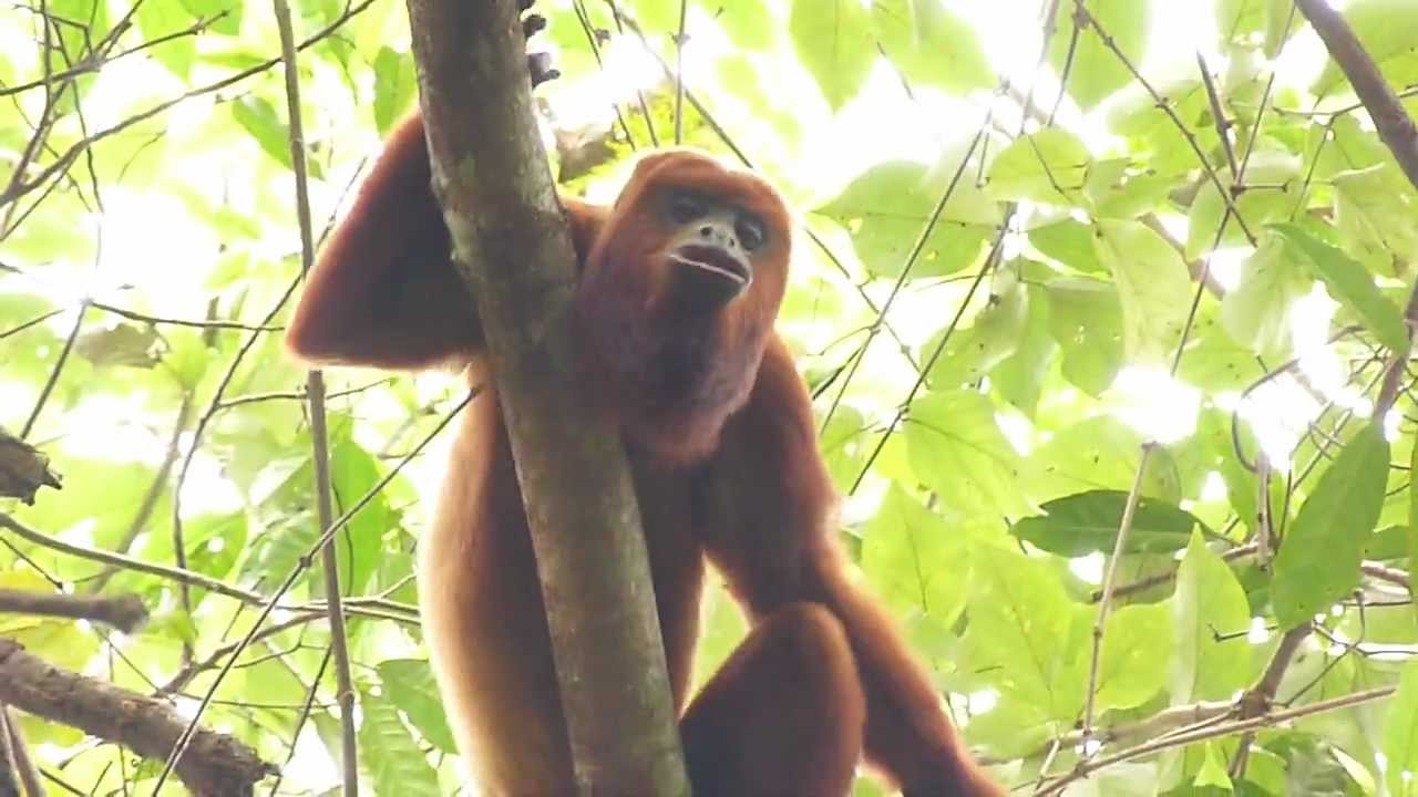 Araguato de Casanare (Alouatta seniculus) - YouTube
