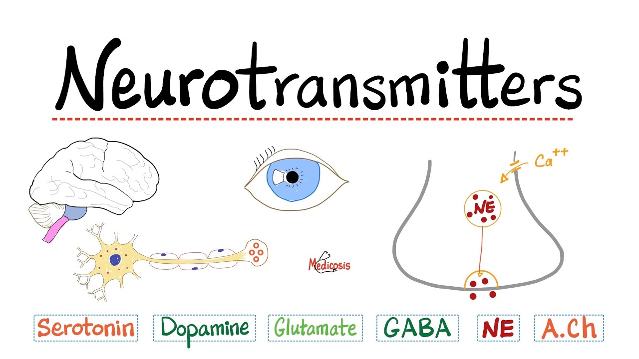 Neurotransmitters- Acetylcholine, Epinephrine, Norepinephrine, Dopamine ...