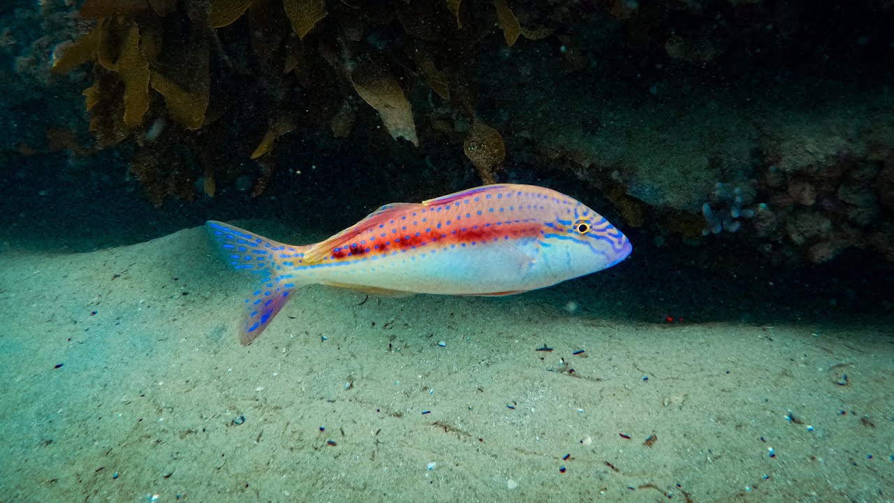 Spearfishing RED MULLET (Goatfish) Catch and Cook! - YouTube