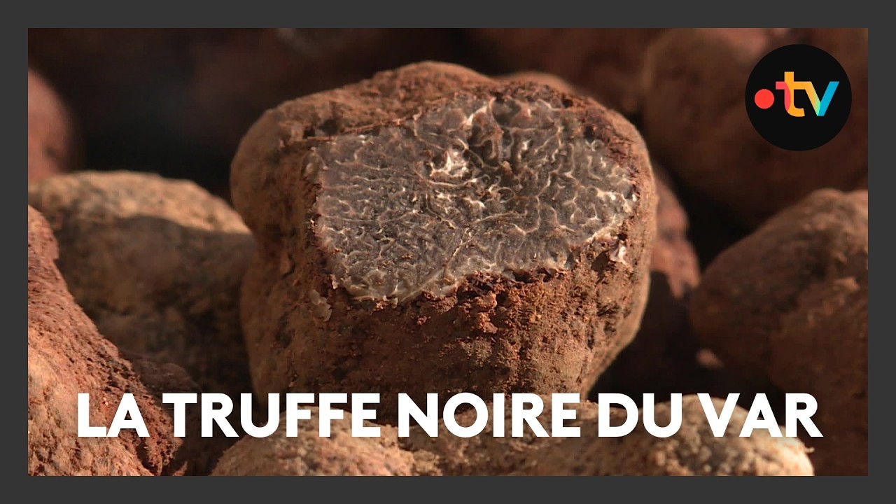 La culture de la truffe noire dans ce domaine familial du Var de 80 ...