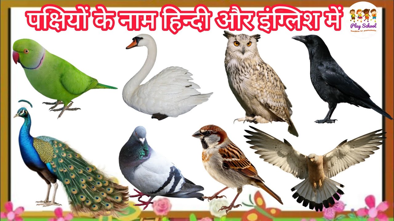 Different Types Birds With Names