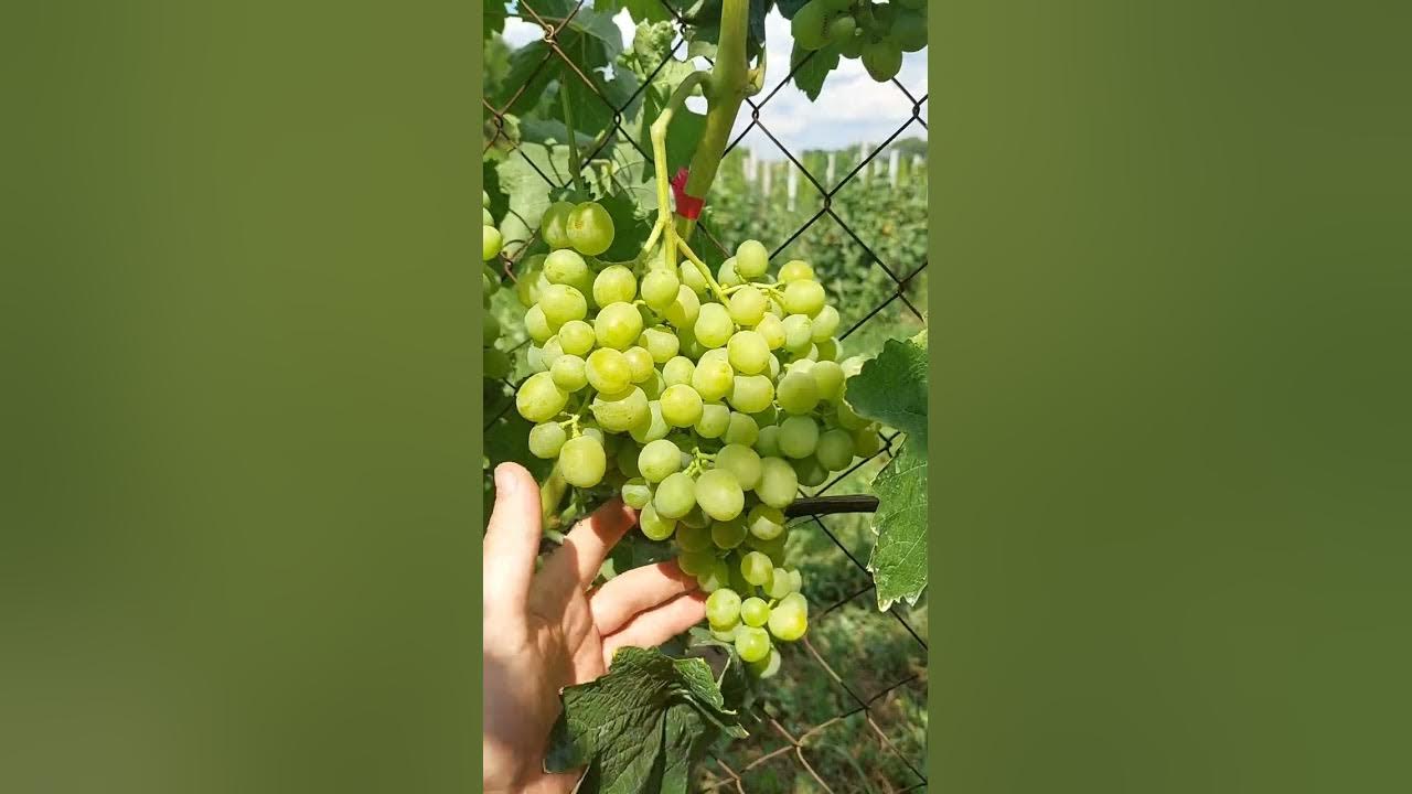 Столовий виноград у Київській області - YouTube