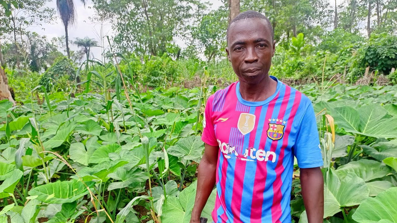 HOW TO BE A PROFESSIONAL FARMER, LEARN FROM JOHN TAMBA FOCKO INDIGENOUS ...