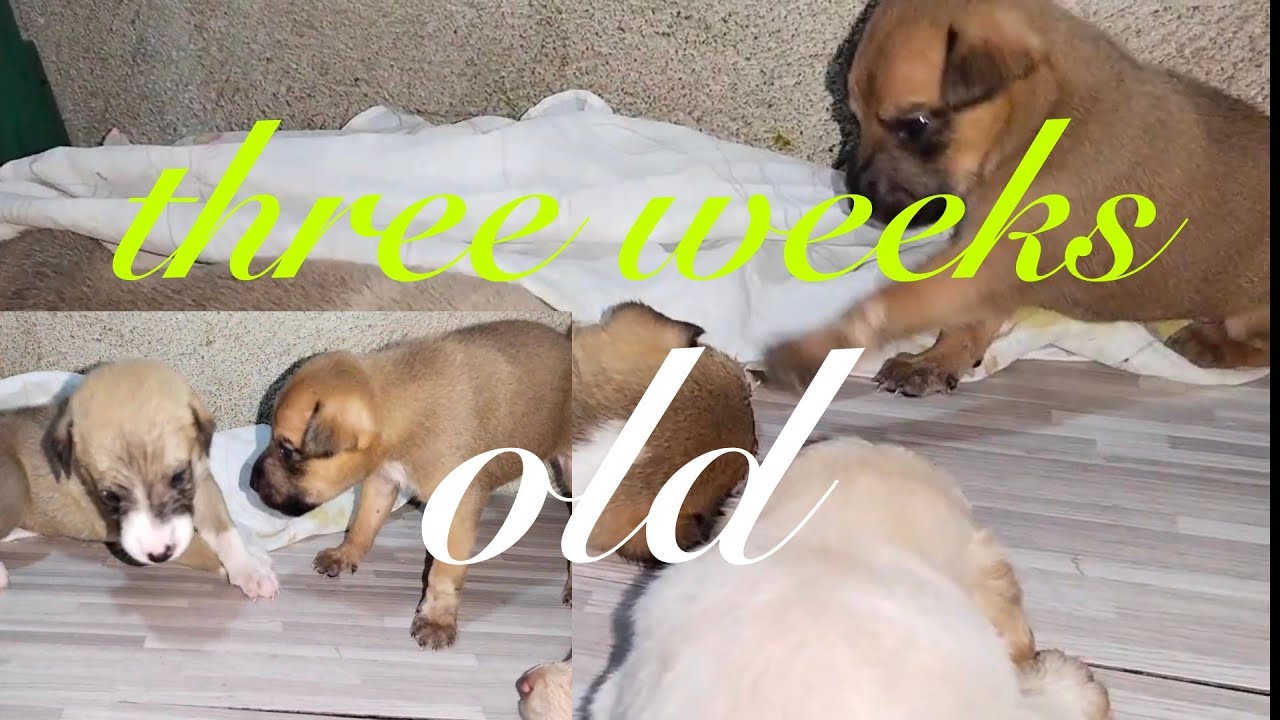 three weeks old cute puppies - YouTube