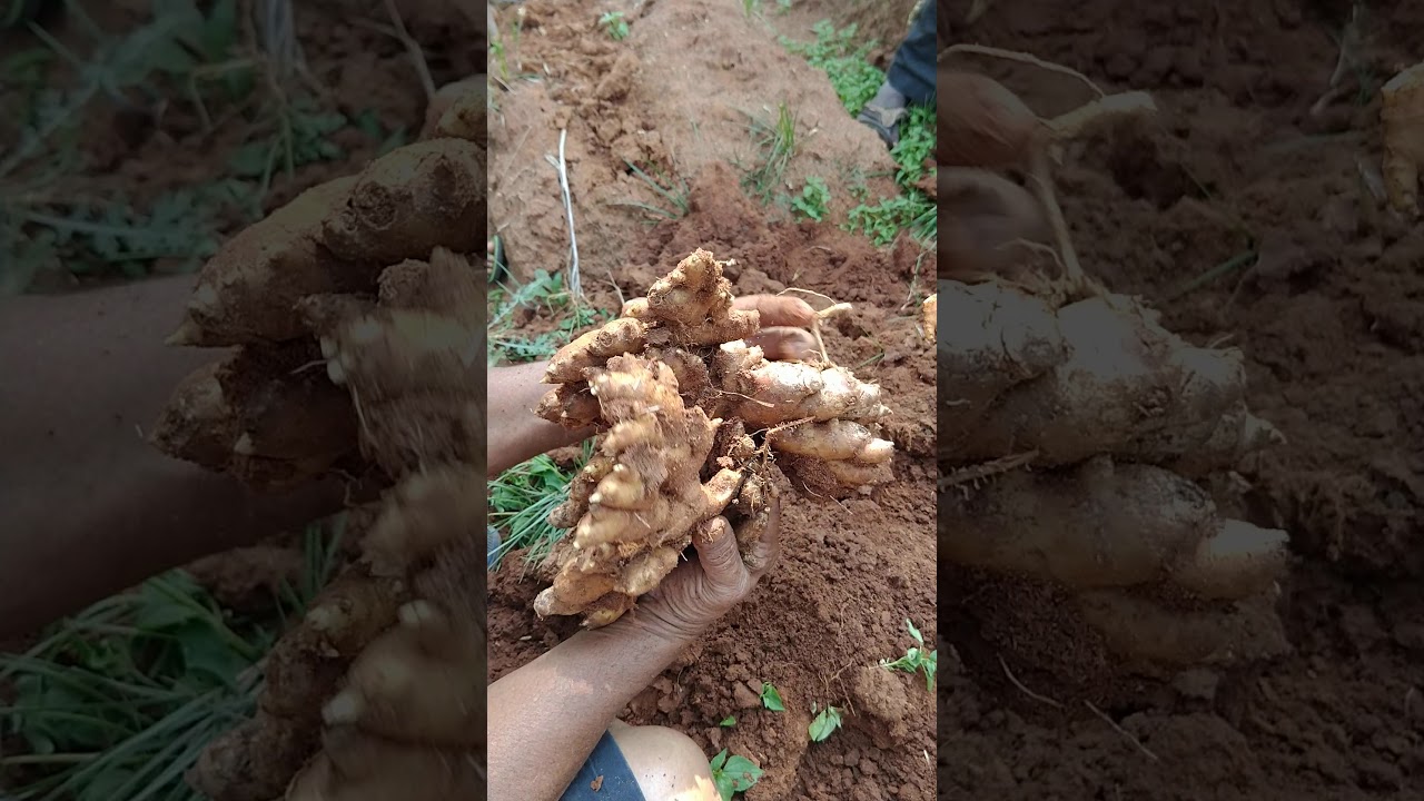 Ginger planting l ginger harvesting l ginger farm l ginger cultivation ...