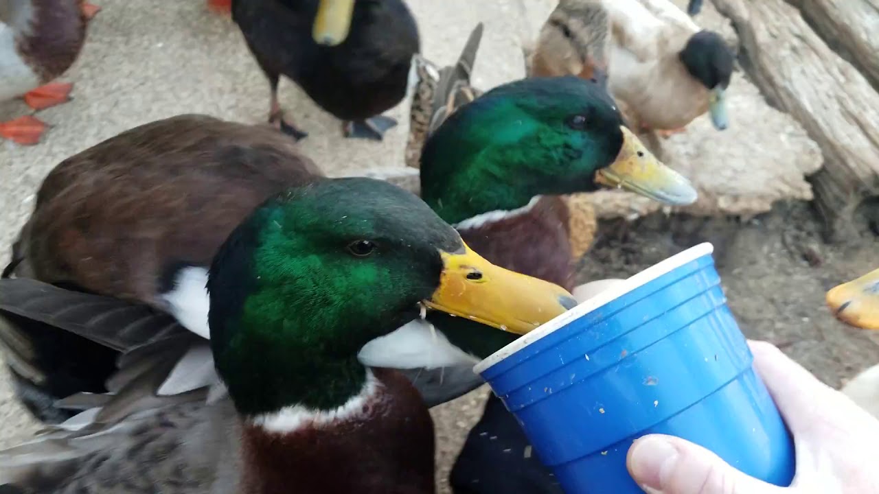 Very hungry Ducks 2 13 2020 - YouTube