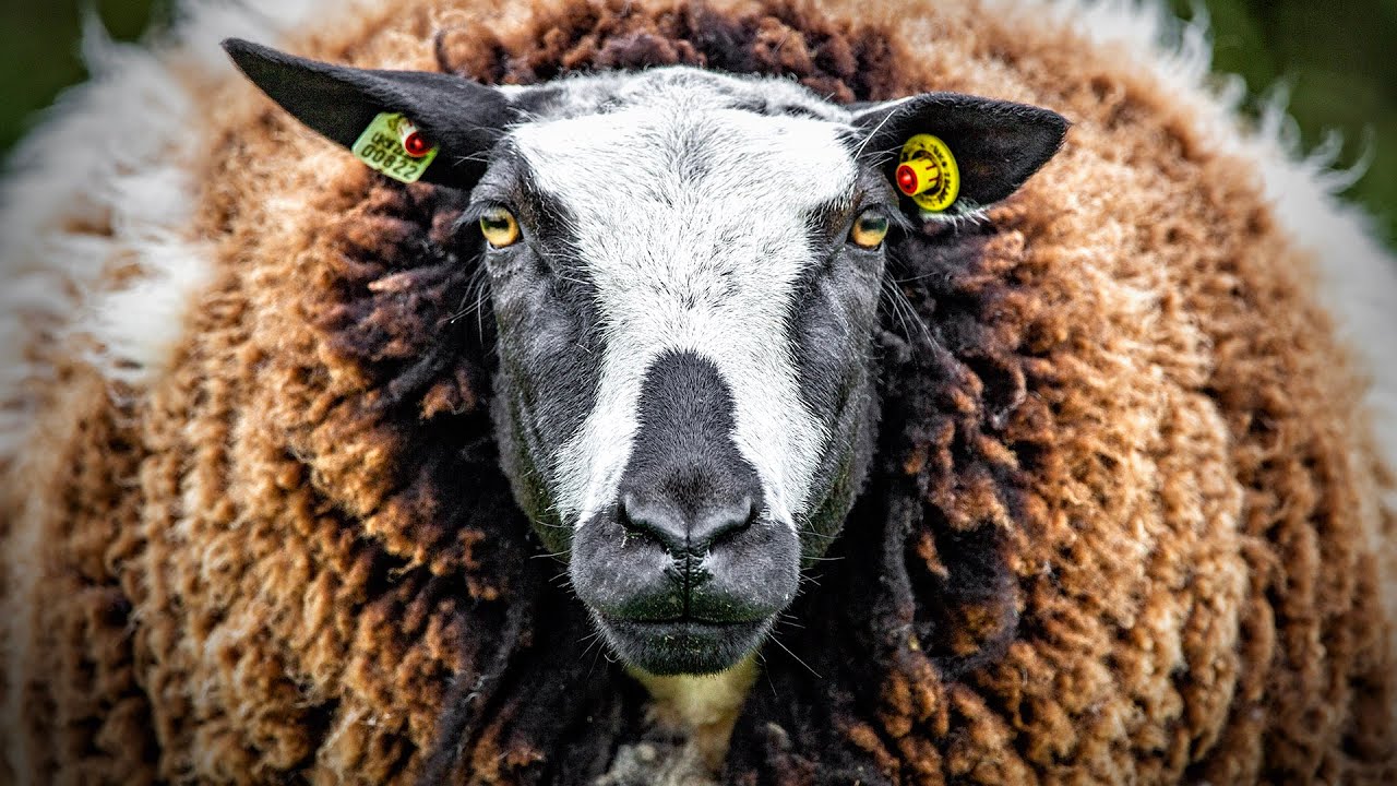 Shear TRANSFORMATION for this stunning RAM! - YouTube