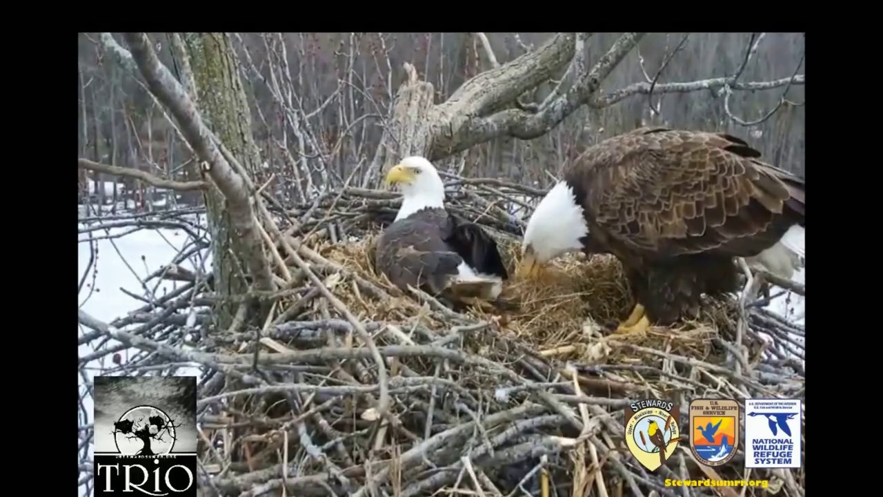 02-24-20 IL Trio eagles; Starr nibbles Valor II off the eggs. - YouTube
