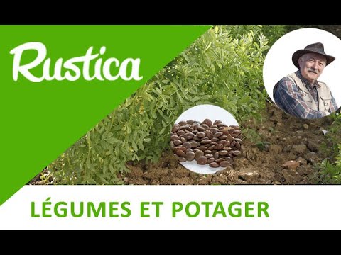 Semer les lentilles