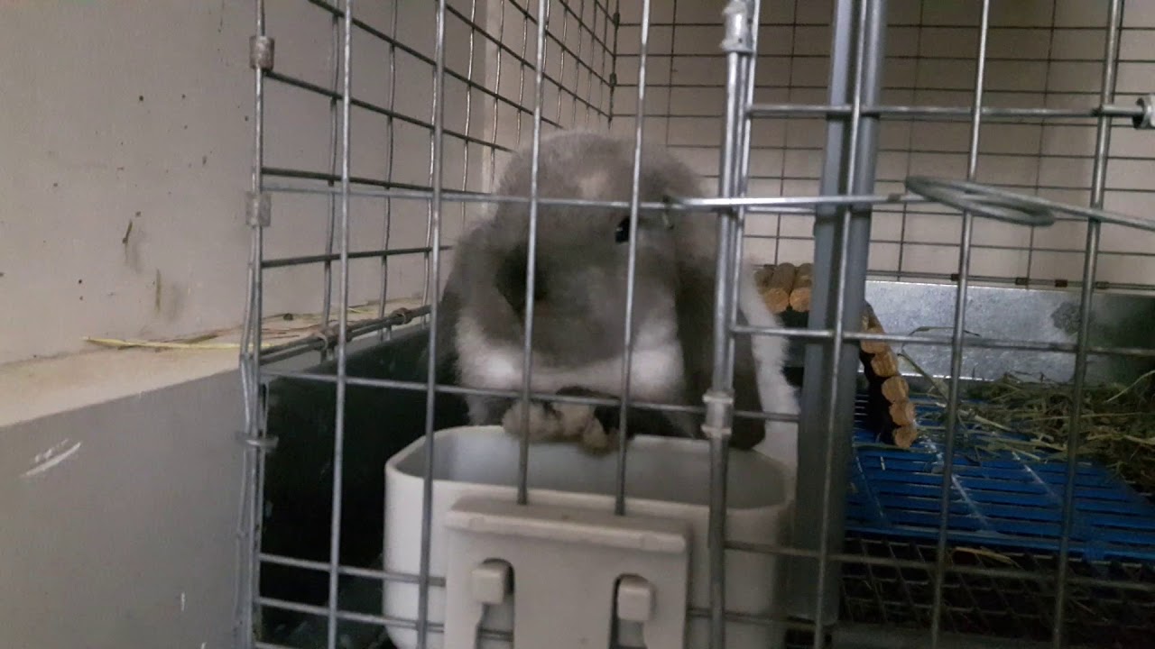 Sable Point Holland Lop Kit - YouTube