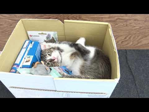 Funny Cat Reaction to Catnip - YouTube