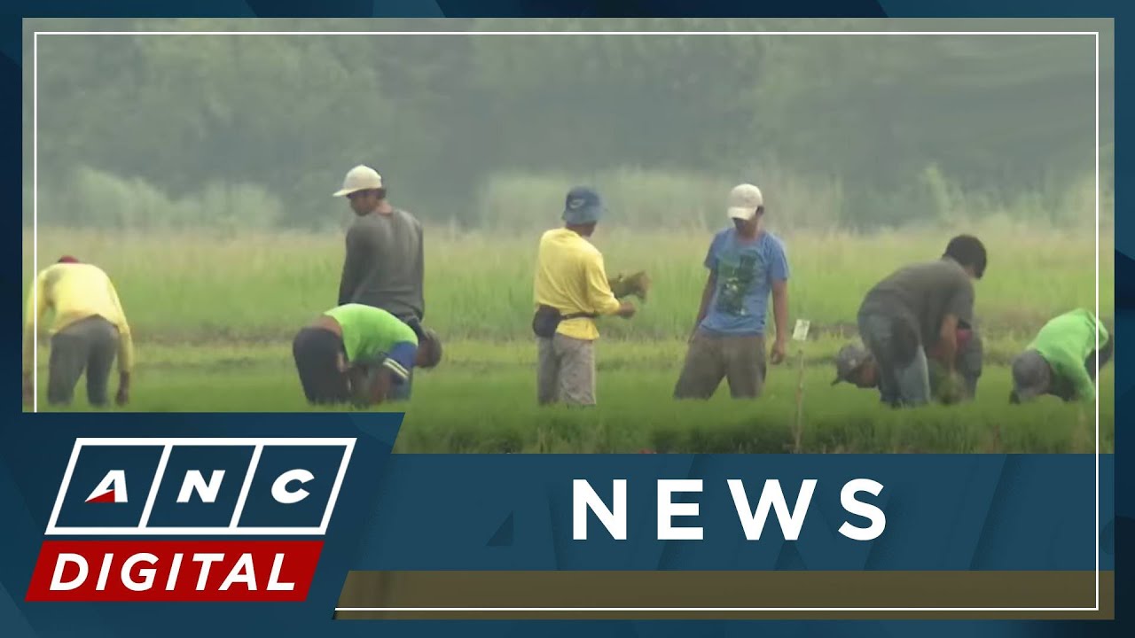 NIA: Rice harvest to be stable despite threat of El Niño | ANC - YouTube
