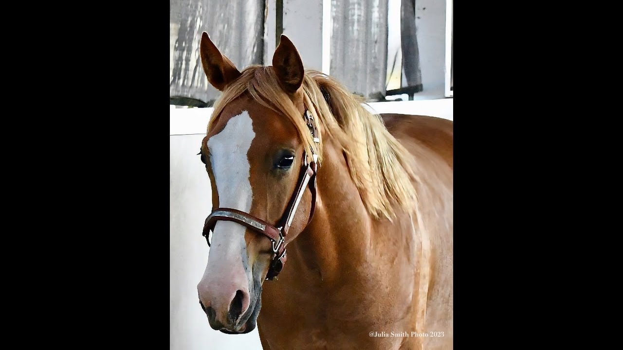 ABR Dunnit For Cash.By Pale Face Dunnit out of $ earning daughter of RC ...