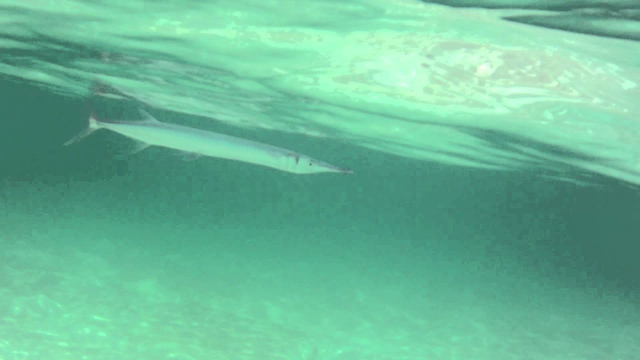 Houndfish - Nassau Bahamas - YouTube