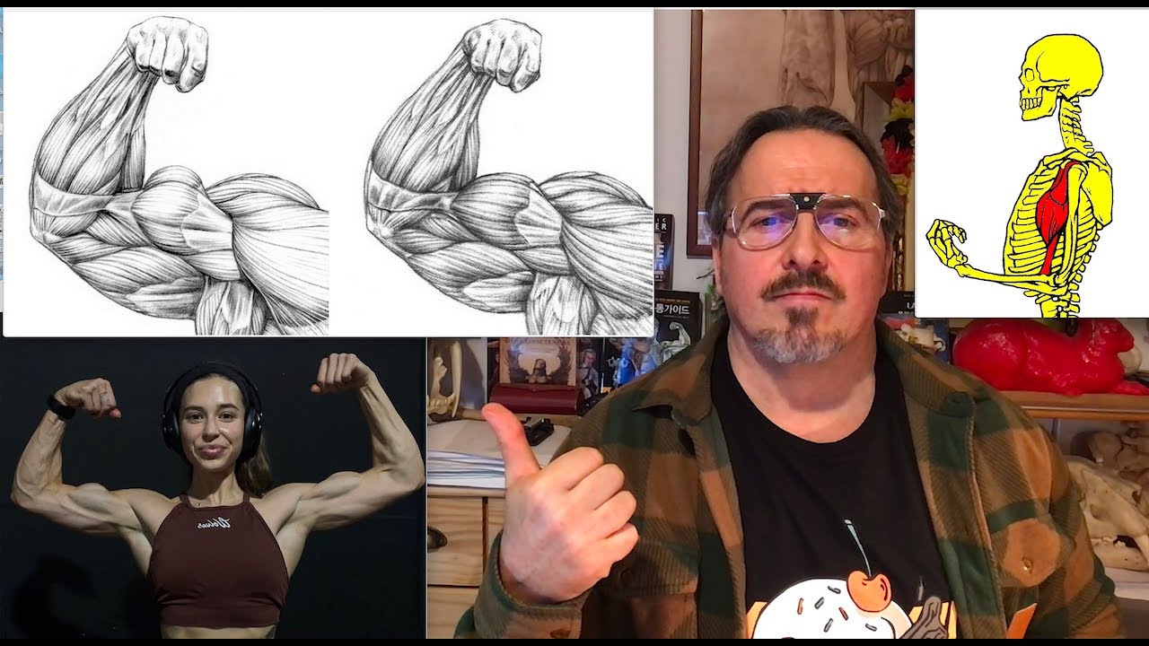 Muscle court ou muscle long comprendre ta morphologie grâce a la ...