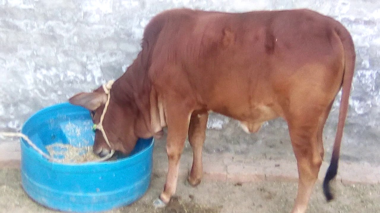 Pakistan sahiwal cow - YouTube