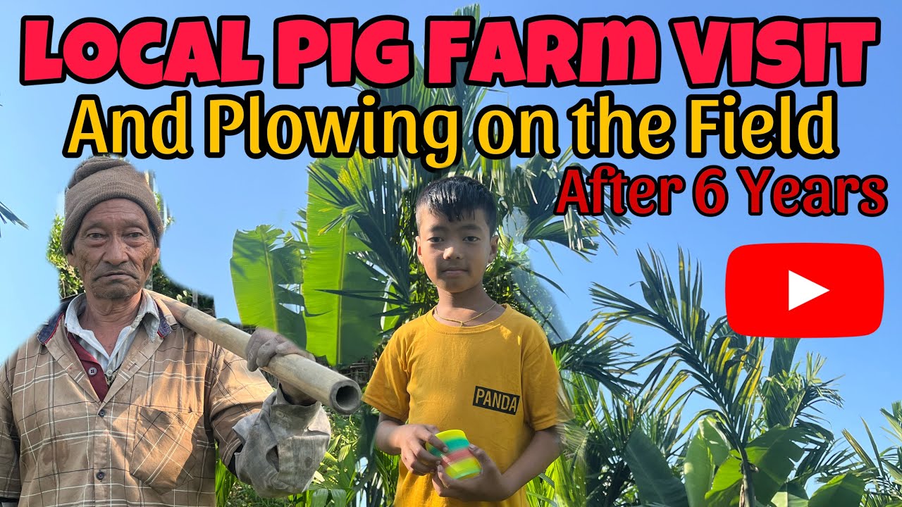 Local Pig Farm | Plowing on the Field | Part-2 - YouTube
