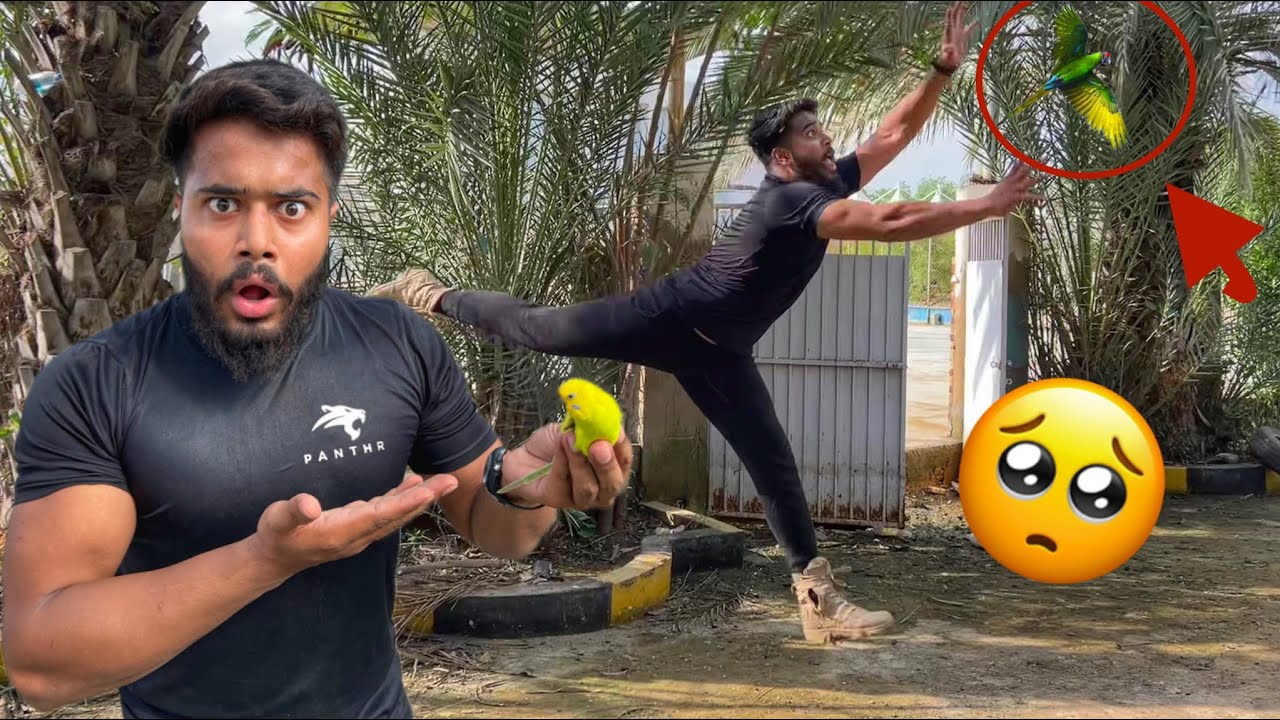 Itna khubsurat parinda pakad liya 🥺 rescue | syed fahad | the fun fin ...