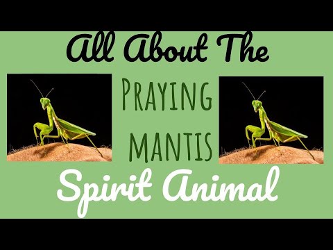 ☯️🌙 THE PRAYING MANTIS SPIRIT🌙☯️ The Praying Mantis as your Spirit ...