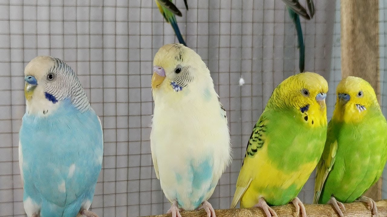 3 Hours of Peaceful Cookie Budgie Sounds for Stress Relief - YouTube