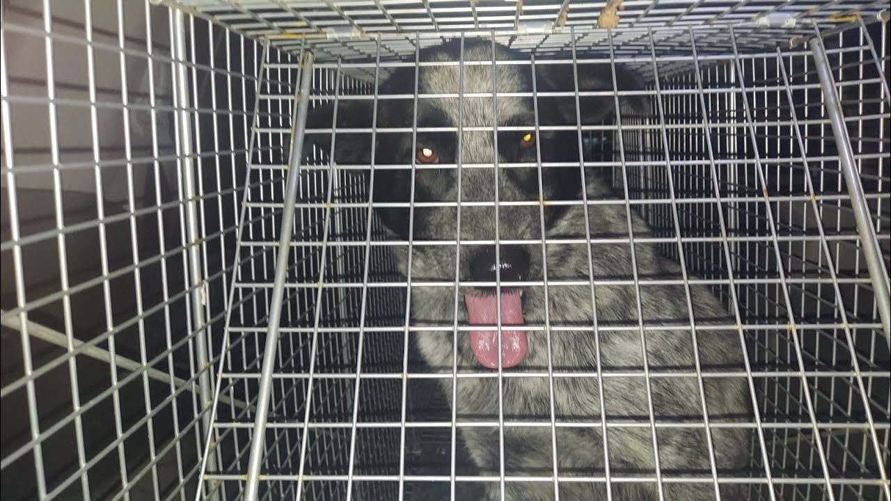 Dog Traps - How to make a bad dog trap better - YouTube